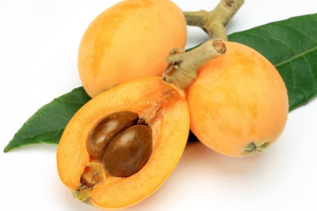 Le Néflier du Japon : Tout savoir sur cet arbre