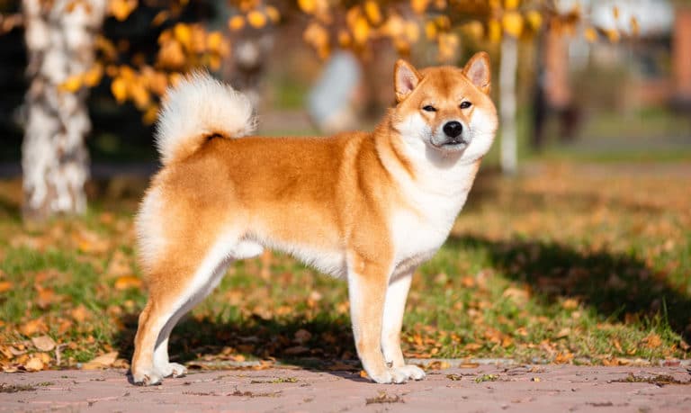 Kishu Inu : Tout savoir sur ce chien japonais