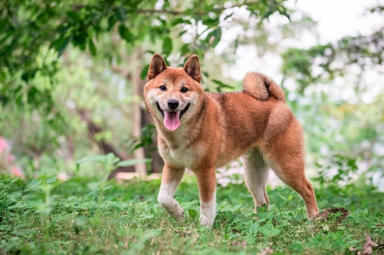 Chien Japonais : 12 races incontournables