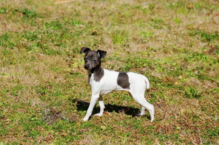 Chien Japonais : 12 races incontournables